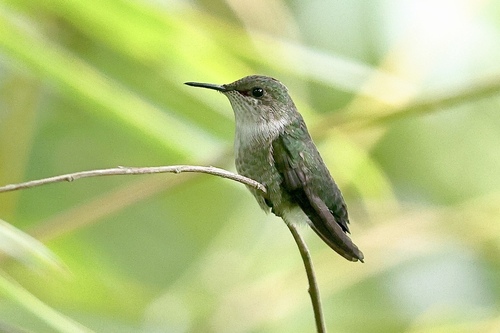 Jamaican Vervain Hummingbird (Subspecies Mellisuga minima minima ...