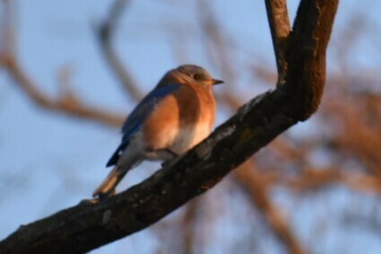Eastern Bluebird from Jasper County, MO, USA on January 14, 2018 at 05: ...