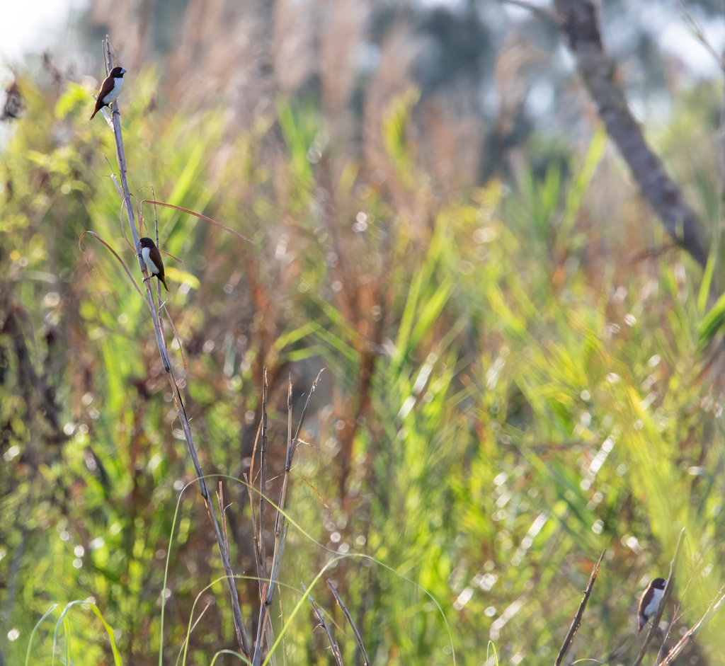 Five-colored Munia from Manatuto, Timor-Leste on December 10, 2023 at ...