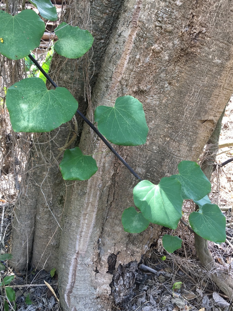 Big-Leaf Vine from Neurum, QLD, AU on December 16, 2023 at 01:03 PM by ...