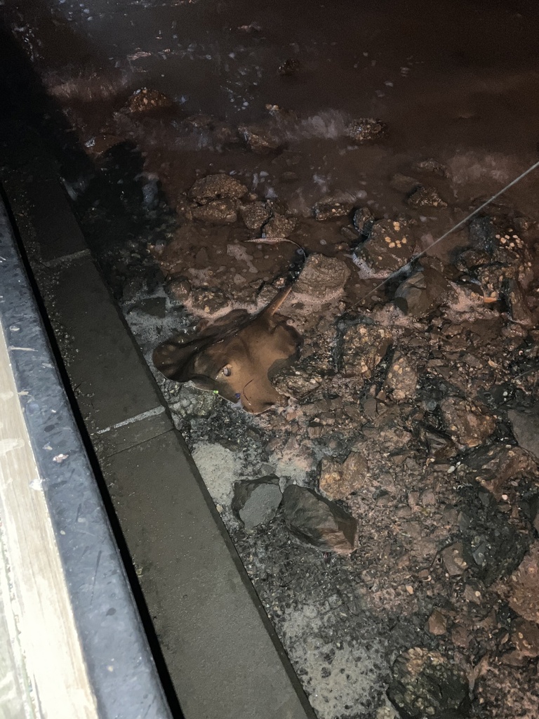 Brown Stingray from Moreton Bay, Port of Brisbane, QLD, AU on December ...