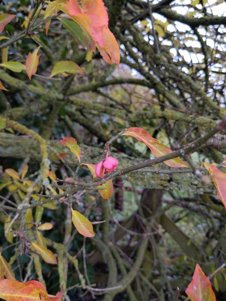 Spindle from Datchet, Slough SL3 9DB, UK on December 20, 2023 at 10:16 ...