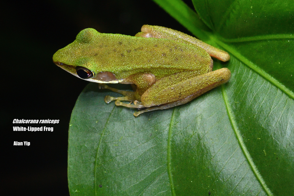 Borneo White-lipped Frog from Sabah, MY on November 11, 2023 at 11:46 ...
