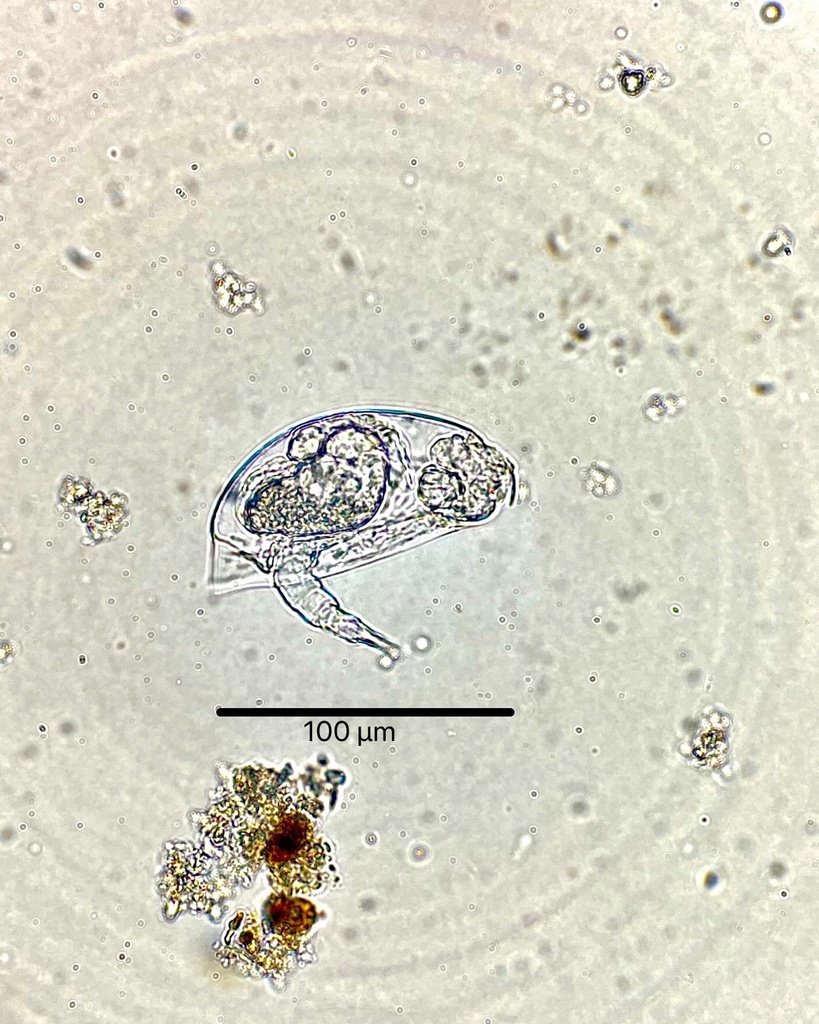 Colurella uncinata from คลองบางหลวงเชียงราก, อำเภอเมืองปทุมธานี, จ. ...