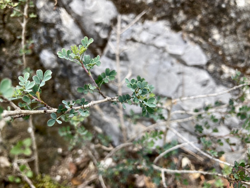 Low Prairie Clover from Carretera Ciudad Victoria-Ciudad Tula, Jaumave ...