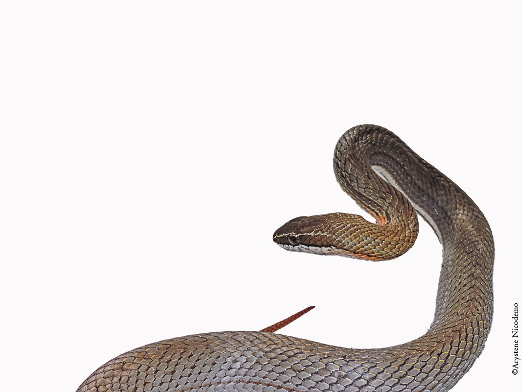 Paraguay Green Racer from Pedregulho - State of São Paulo, Brazil on ...