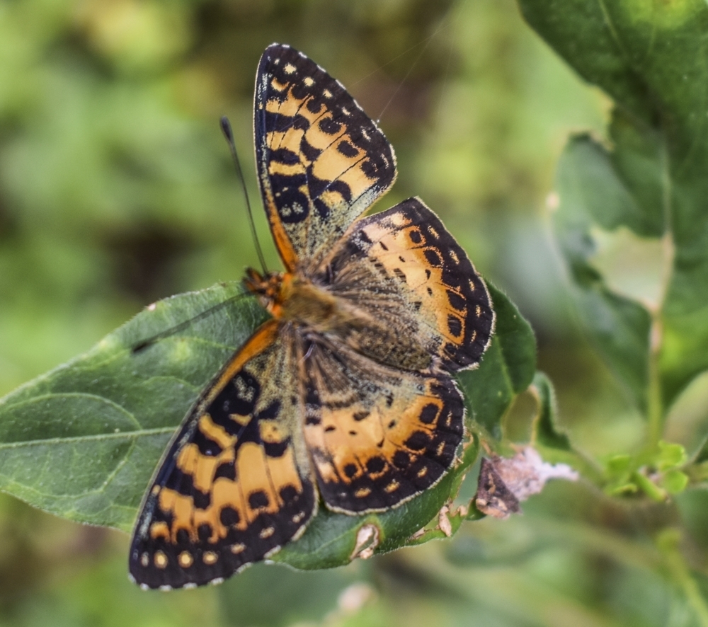 Brush-footed Butterflies from Mt Elgon Forest, Kenya on December 16 ...