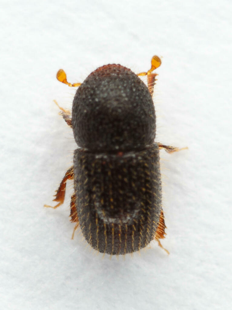 Coccotrypes carpophagus in June 2021 by Chris Rorabaugh. BugGuide entry ...