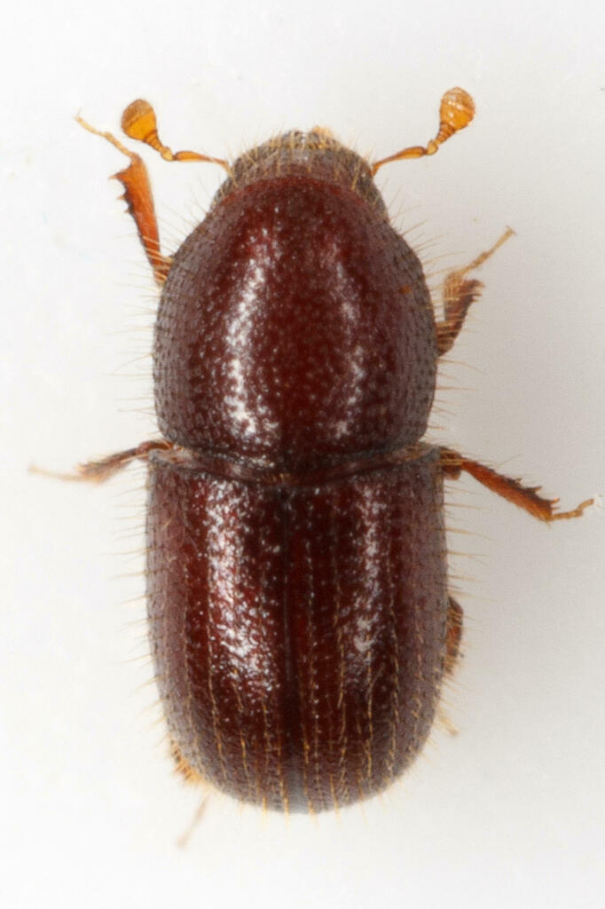 Coccotrypes distinctus in June 2014 by Chris Rorabaugh. BugGuide entry ...