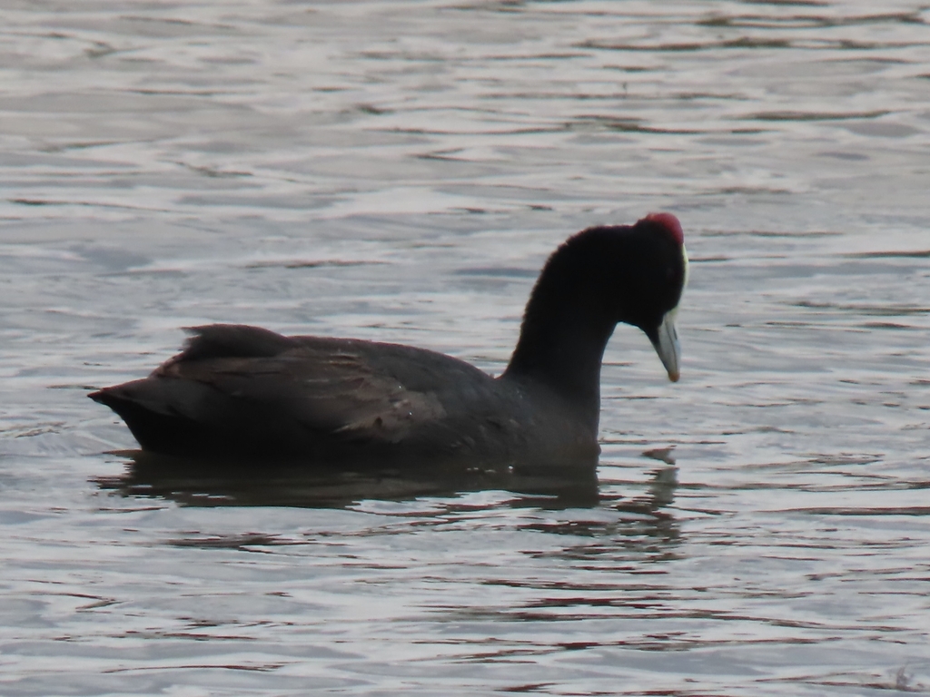 Red-knobbed Coot from Garstfontein Drive, Mooikloof, Pretoria, 0059 ...