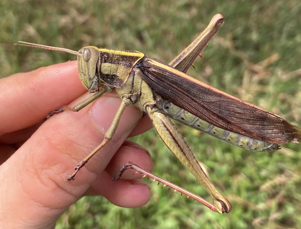 Green tree locust from Bioko, Bioko Sur, GQ on December 19, 2023 at 10: ...