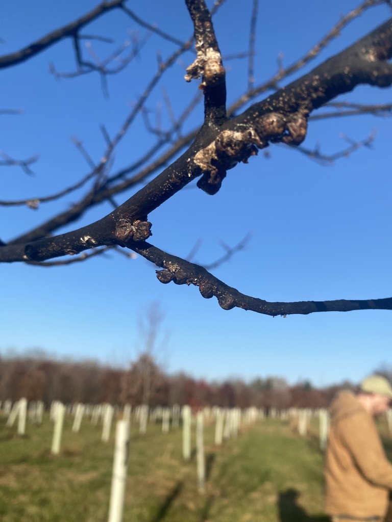 Tulip Tree Scale from Gwynedd Preserve, Ambler, PA, US on November 16 ...