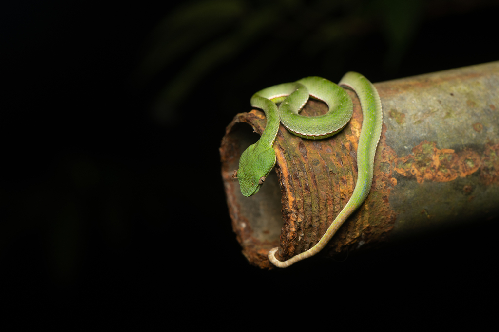 Chinese Green Tree Viper in July 2023 by ph_hsu · iNaturalist