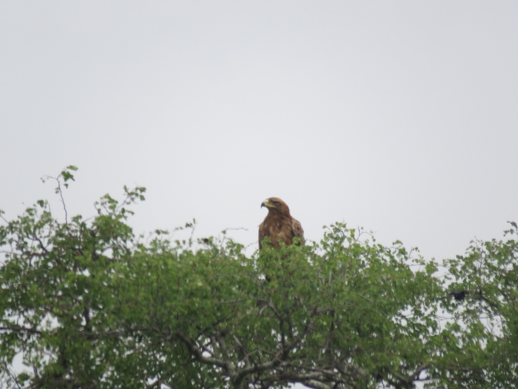 Lesser Spotted Eagle from Kruger Park, South Africa on December 20 ...