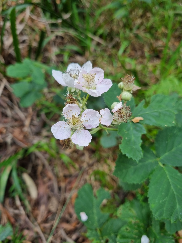 Vigorous Bramble from Hogsback, 5721, South Africa on December 16, 2023 ...