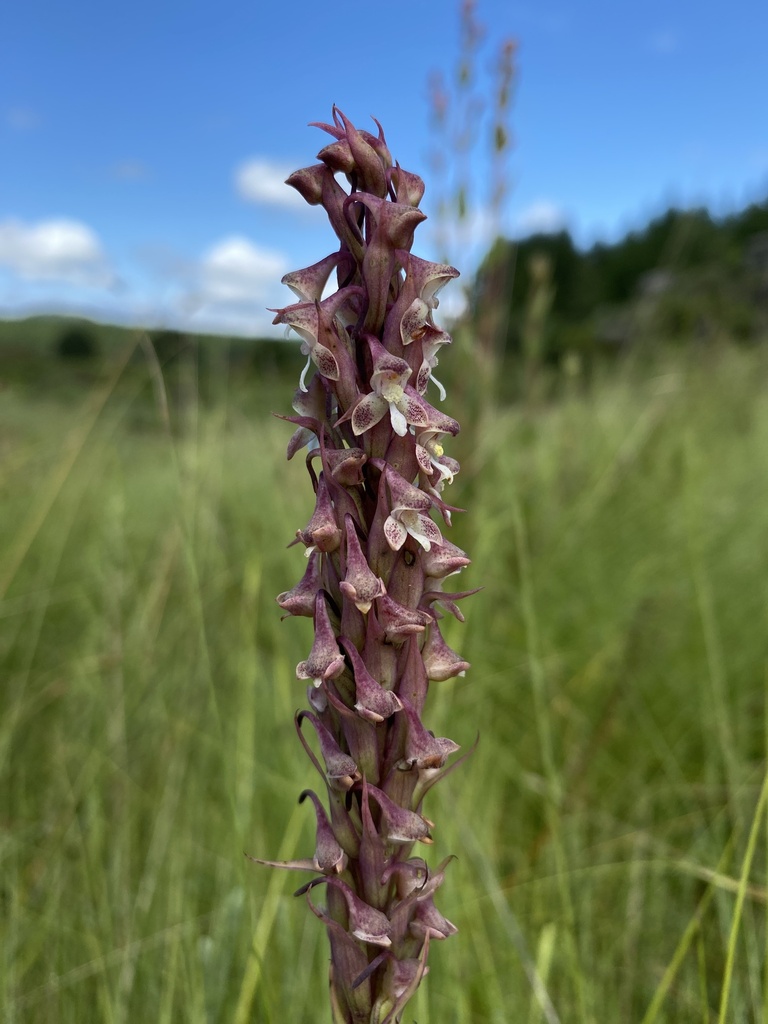 Disa perplexa in December 2023 by Carel Fourie · iNaturalist