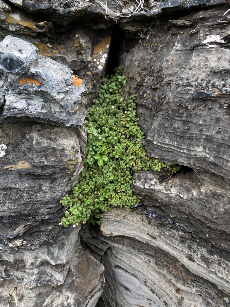 Fragile Stonecrop in December 2023 by Carel Fourie · iNaturalist