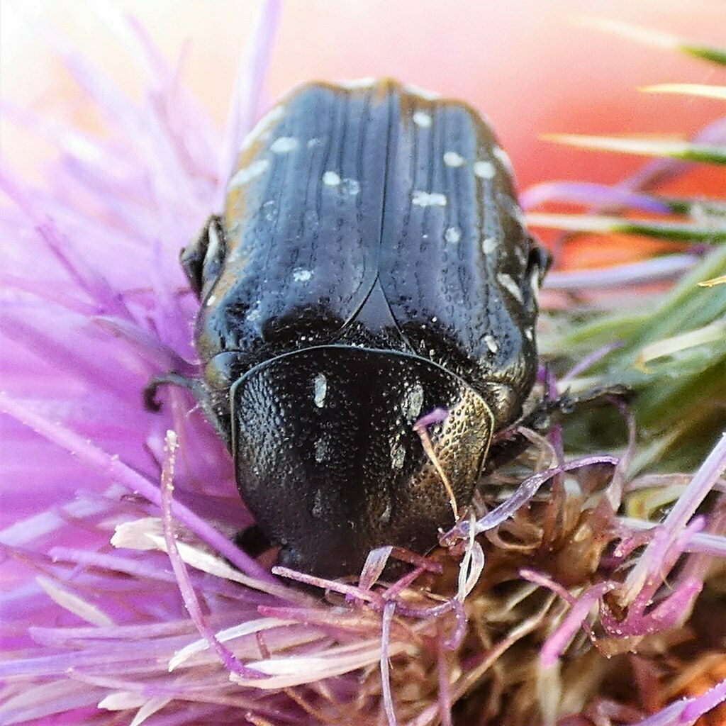 Mediterranean Spotted Chafer from 34587 Felsberg, Deutschland on August ...