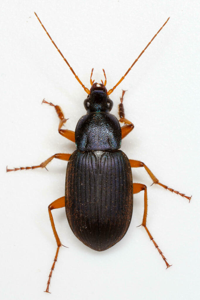 Chlaenius laticollis in April 2014 by Chris Rorabaugh. BugGuide entry ...