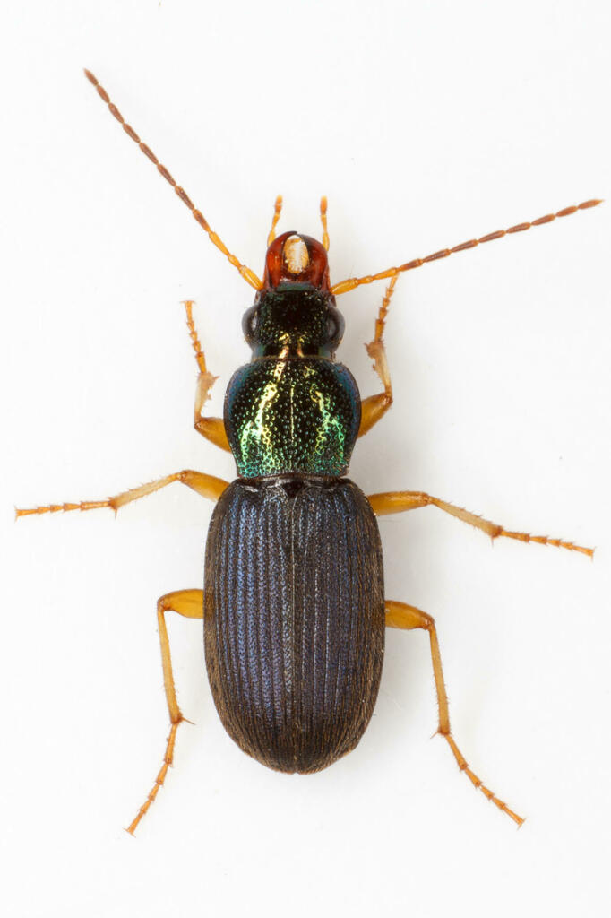 Chlaenius pusillus in April 2014 by Chris Rorabaugh. BugGuide entry ...