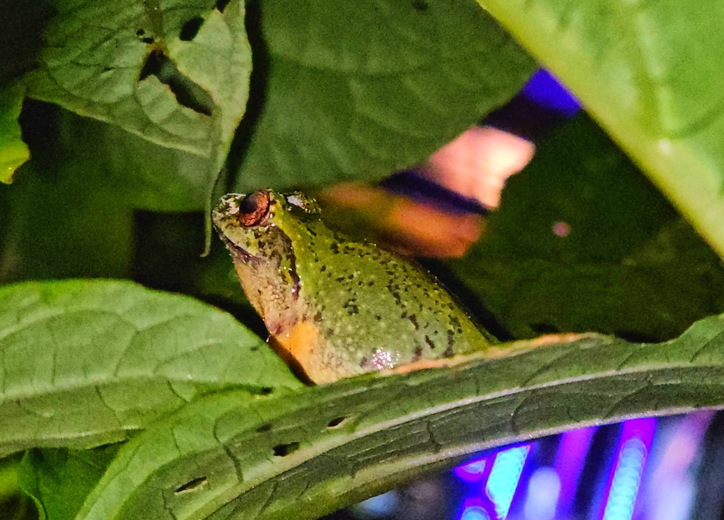 Green Bush Frog from Tamparuli, Sabah, Malaysia on December 20, 2023 at ...