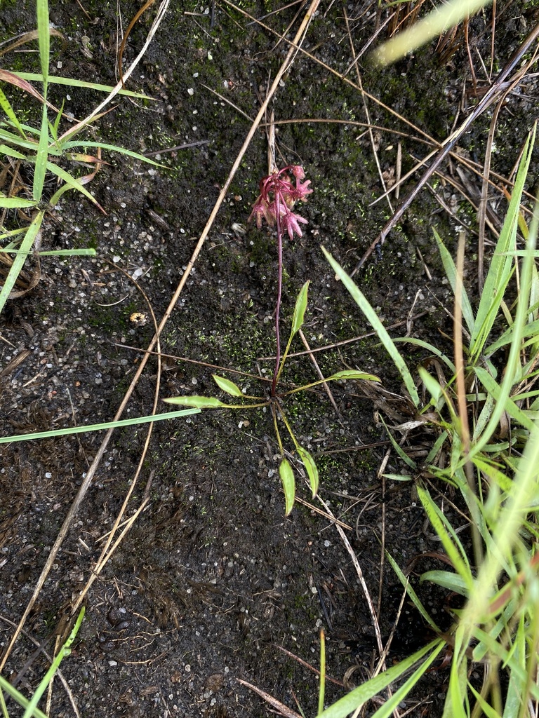 butterspoon African hyacinth in December 2023 by Carel Fourie · iNaturalist