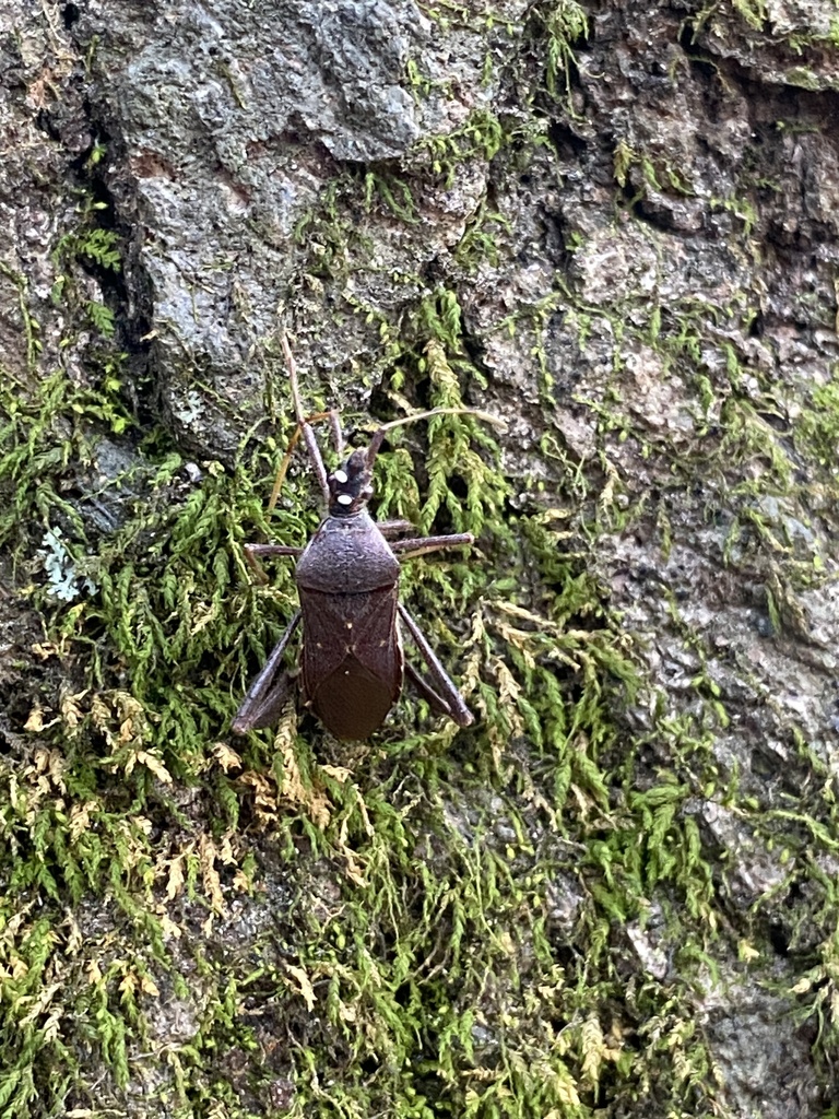 Northern Leaf-footed Bug from Blacklick Woods, Reynoldsburg, OH, US on ...