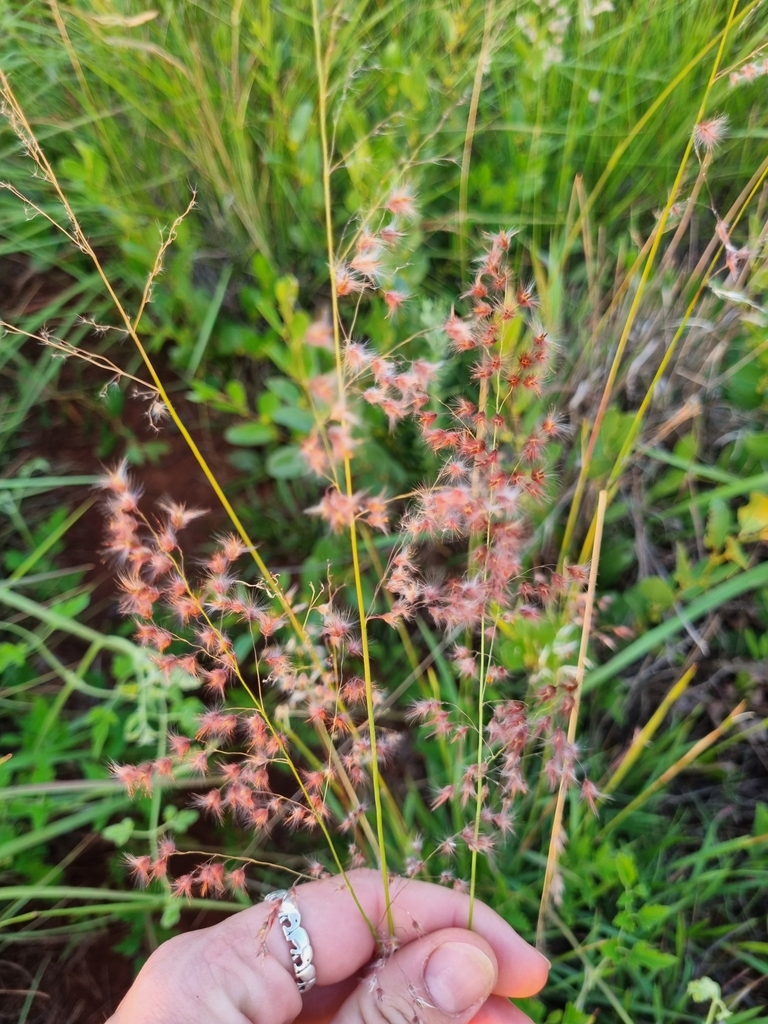 Natal grass from Tierpoort, 0056, South Africa on December 20, 2023 at ...