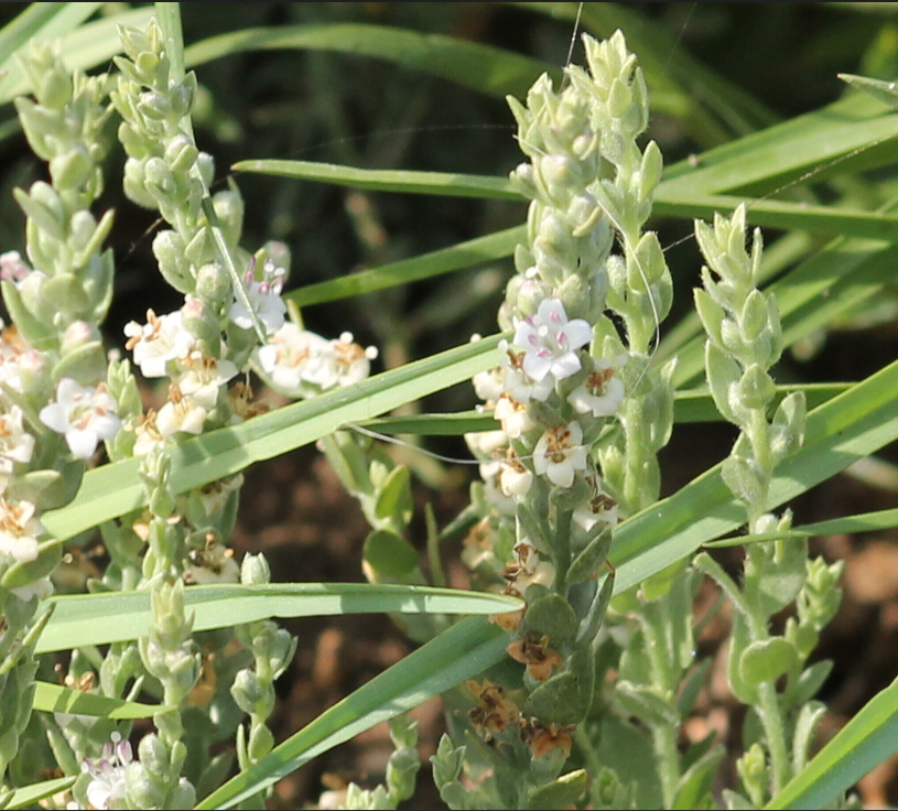 Alkali Weed from Pisco, Perú on 04 March, 2023 at 09:47 AM by Julio ...