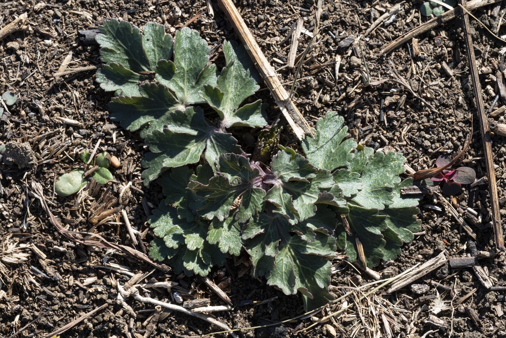 Texas Prairie Parsley from Flower Mound Rd, Flower Mound, TX, US on ...