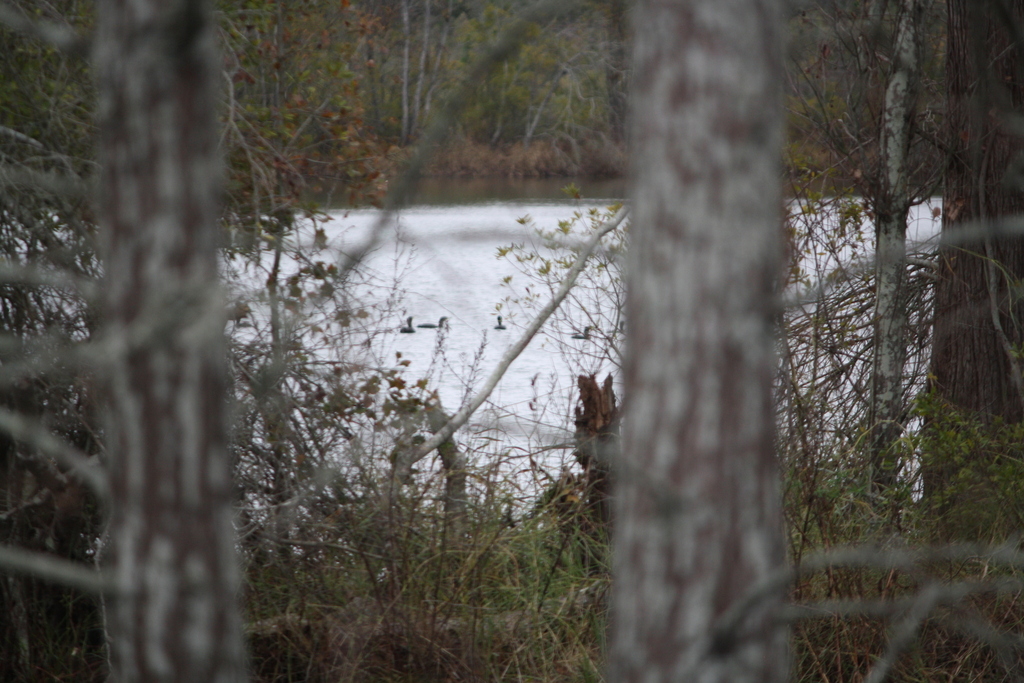 Double-crested Cormorant from Berrien County, GA, USA on December 16 ...