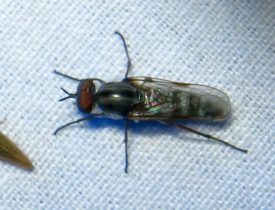 Ozodiceromyia in July 2011 by Chris Rorabaugh. BugGuide entry: https ...
