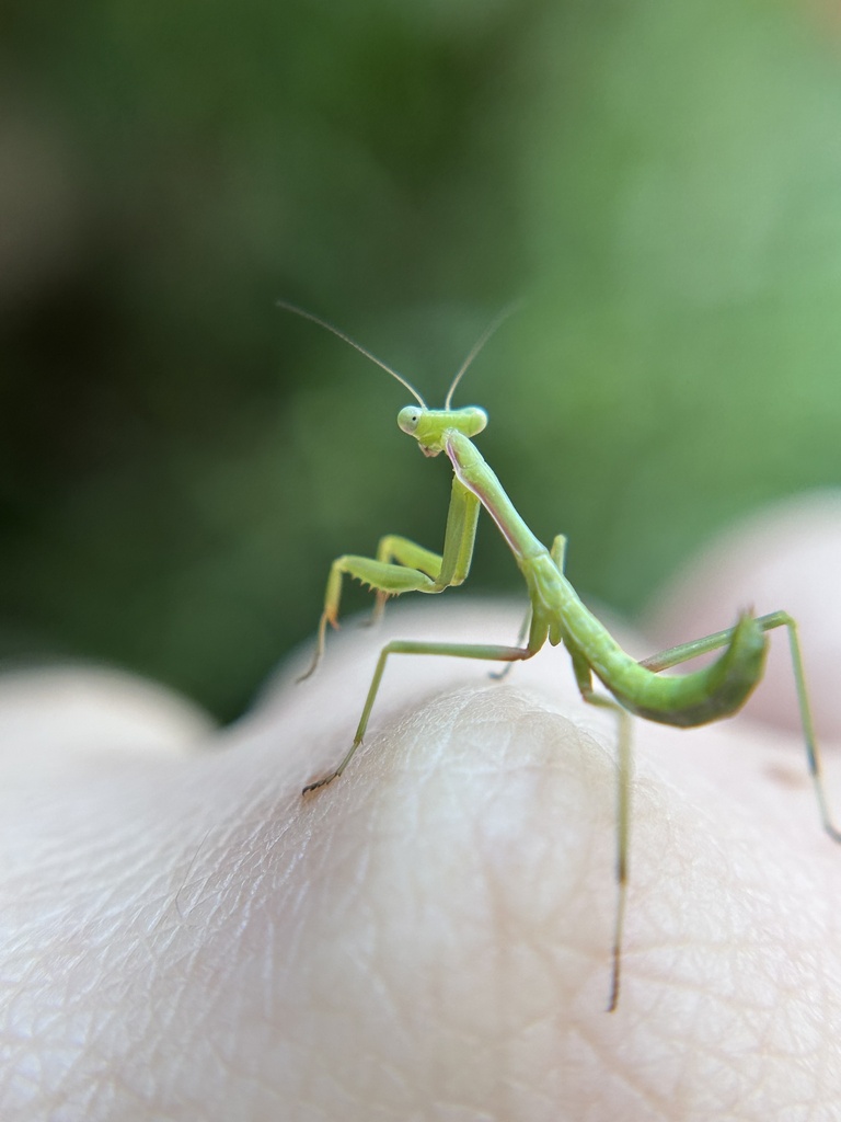 False Garden Mantis from Hood Cr, Fawkner, VIC, AU on December 21, 2023 ...