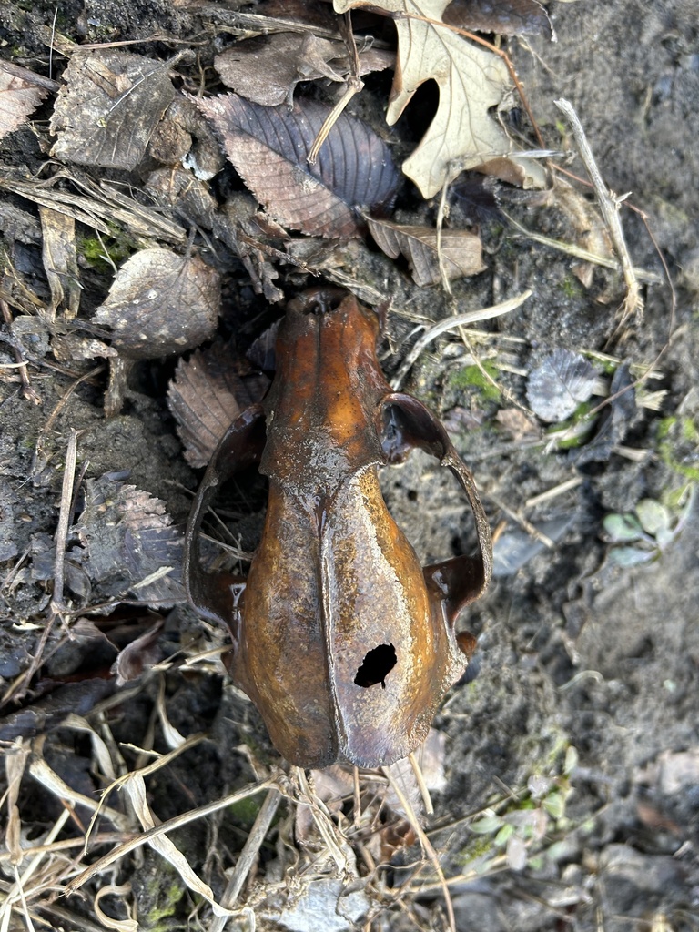 Common Raccoon from Wilderness Hills Blvd, Lincoln, NE, US on December ...