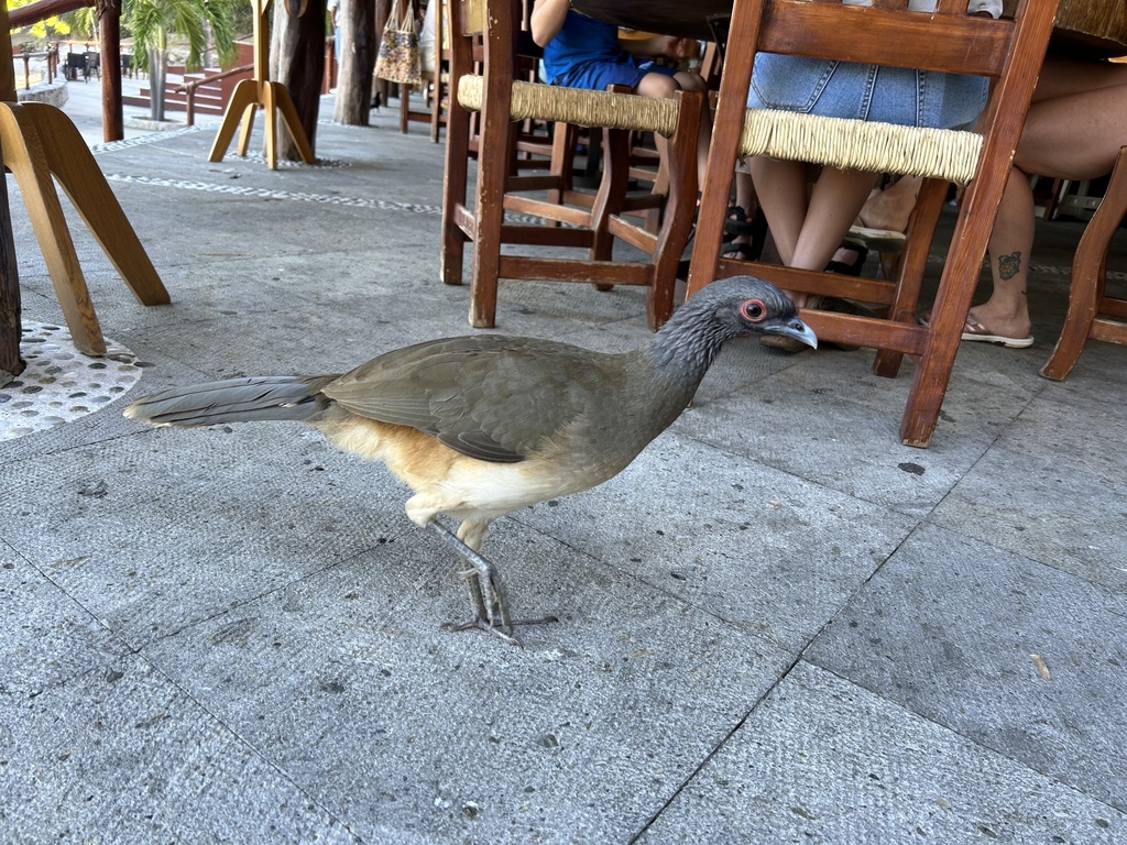 West Mexican Chachalaca from El Arrocito, Oax., MX on December 20, 2023 ...