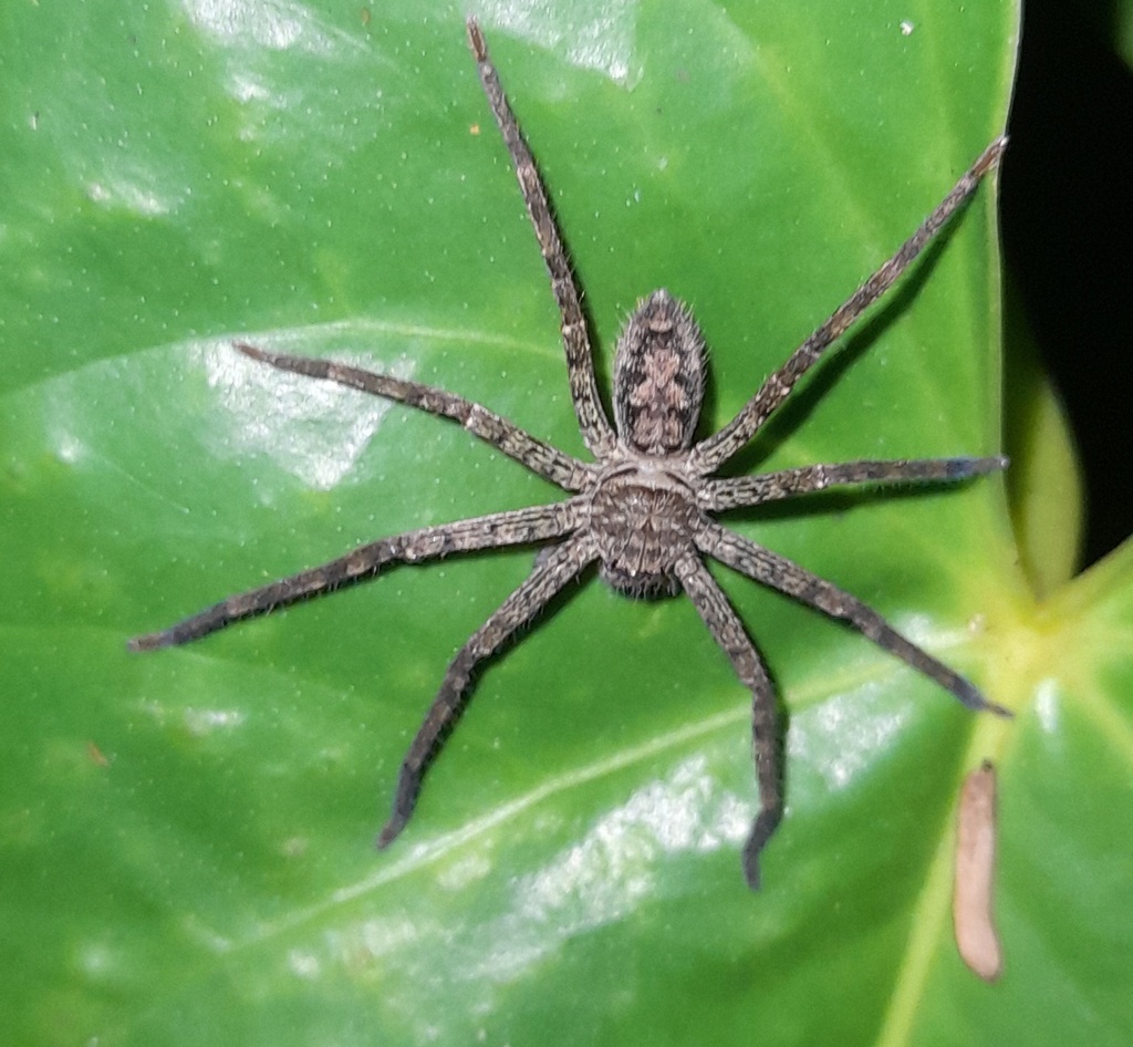 Pantropical Huntsman Spider from Horampella North, Sri Lanka on ...