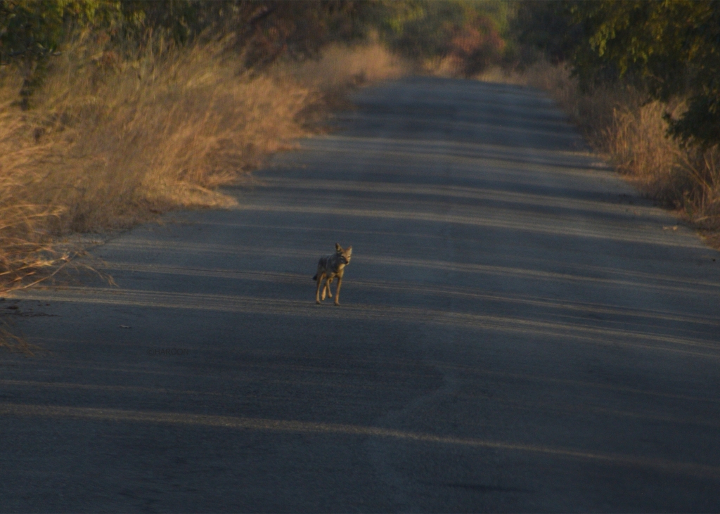 African Wolf from Kungibar 743103, Bauchi, Nigeria on December 19, 2023 ...