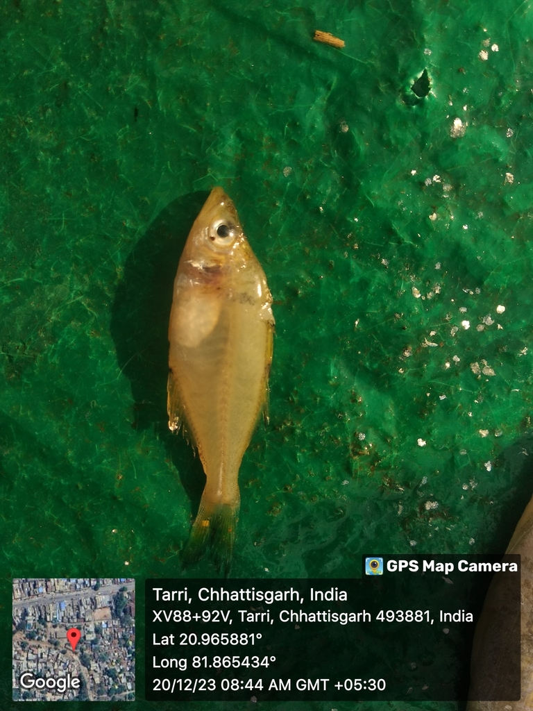 Elongate Glassy Perchlet from XV88+92V, Tarri, Chhattisgarh 493881 ...