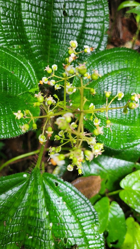 Miconia symphyandra from Pastaza Canton, Ecuador on November 20, 2023 ...