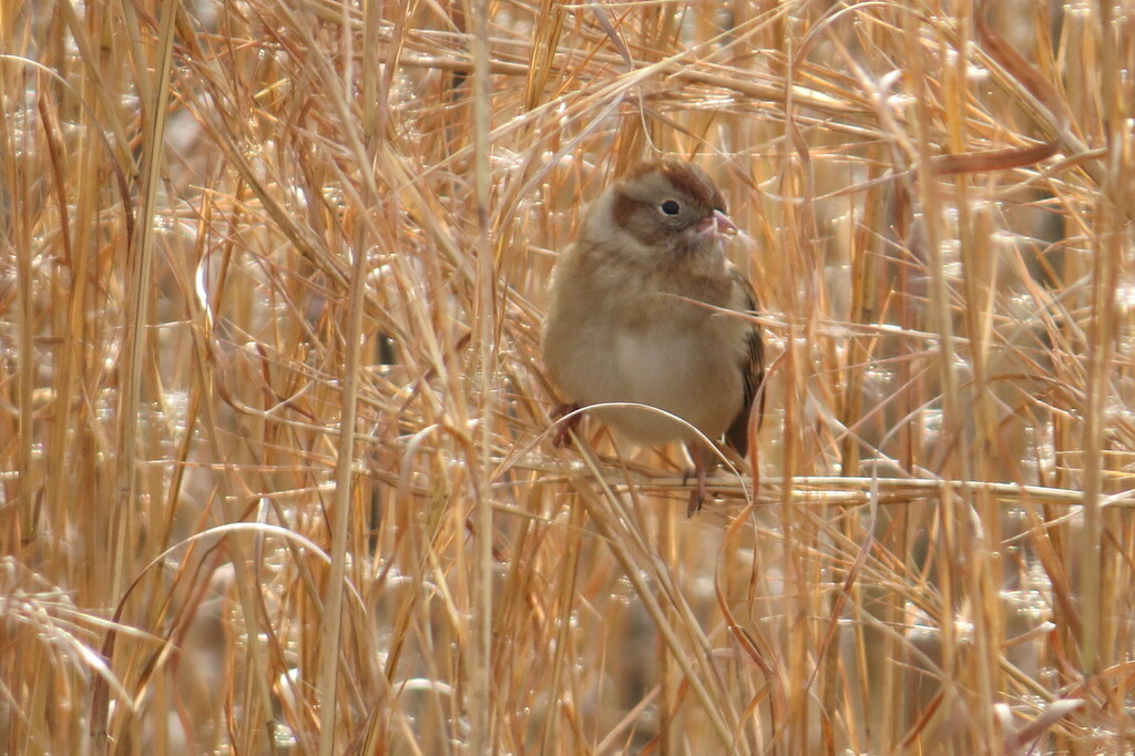 Field Sparrow from Knox County, TN, USA on December 20, 2023 at 01:13 ...