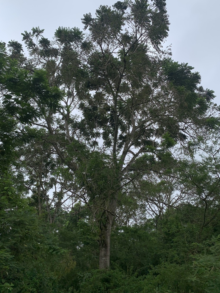 West Indies Cedrela in December 2023 by Benjamin Binstock · iNaturalist