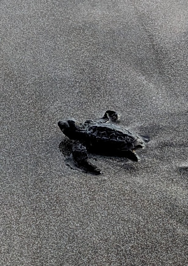 Olive Ridley Sea Turtle in December 2023 by Rachel Floyd · iNaturalist