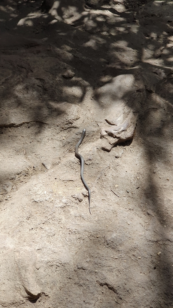 Eastern Tiger Snake from Blue Mountains, Blue Mountains, AU-NS, AU on ...