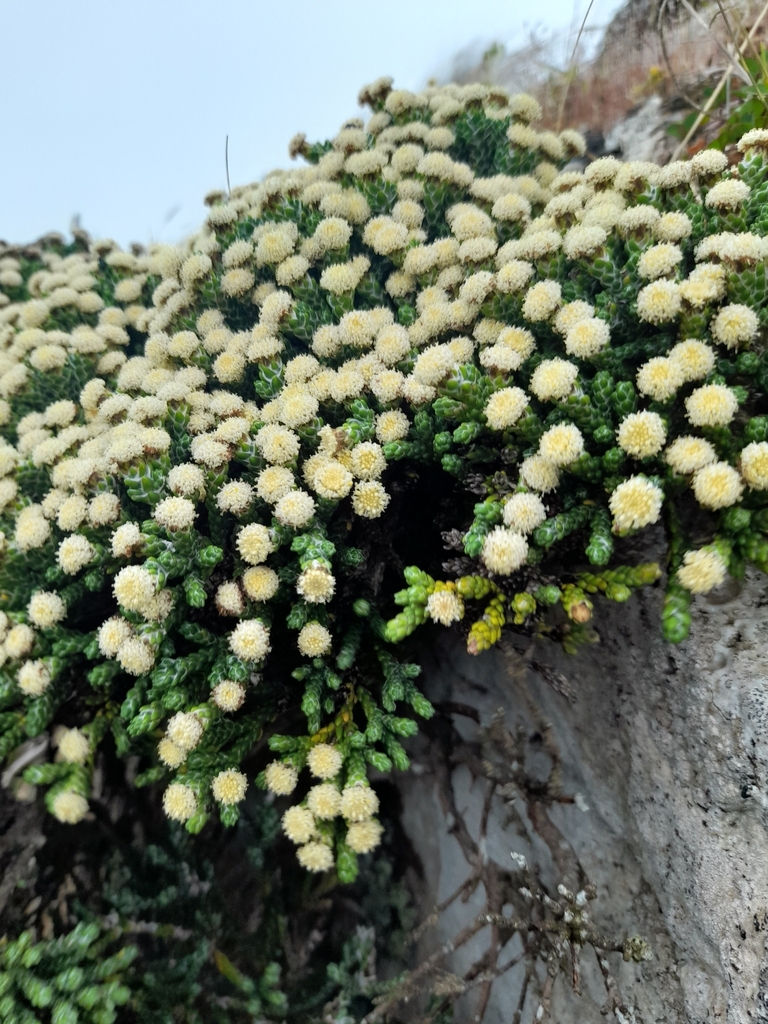 Helichrysum selago in December 2023 by David Lyttle. Helichrysum ...