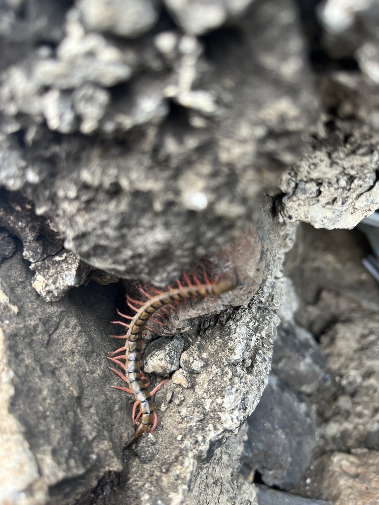 Red-headed Centipede from Oʻahu, Nānākuli, HI, US on December 20, 2023 ...