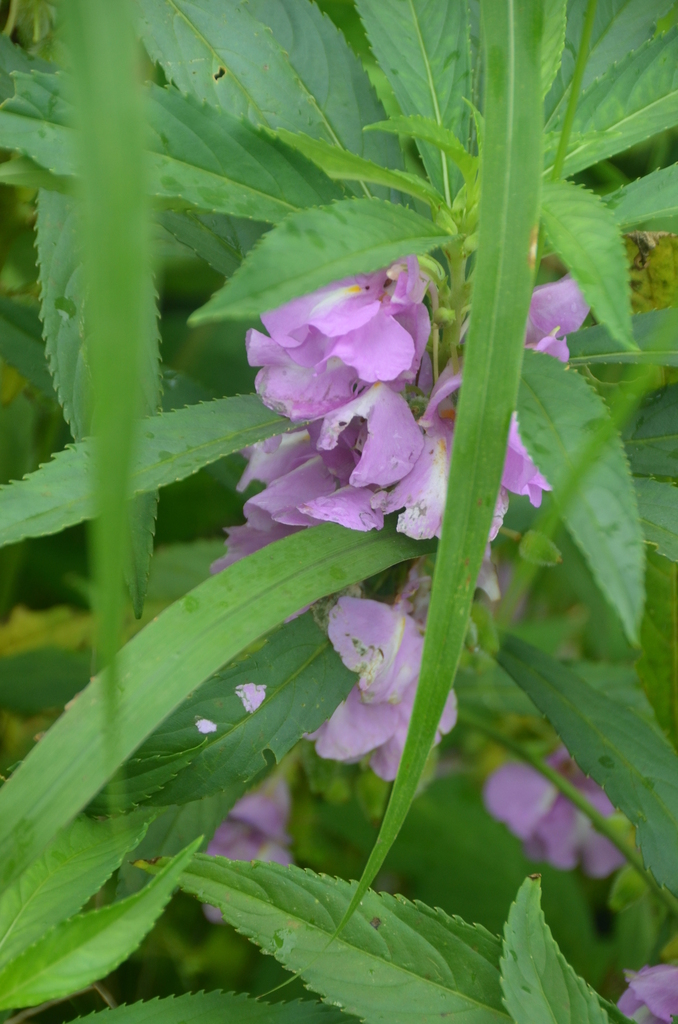 Garden balsam from 1 Km South From Z-13s School In La Fortuna of San ...