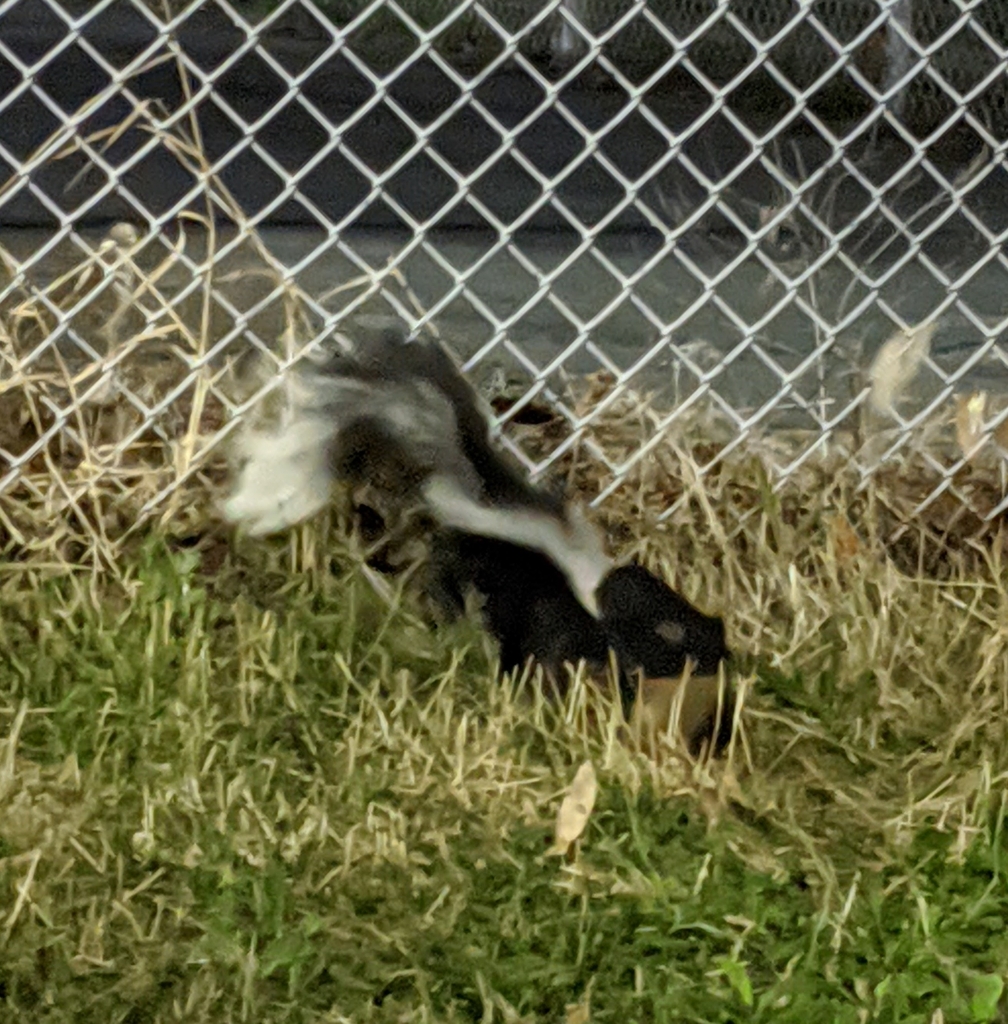 Striped Skunk from Toronto, ON M6H 1K8, Canada on July 20, 2020 at 09: ...
