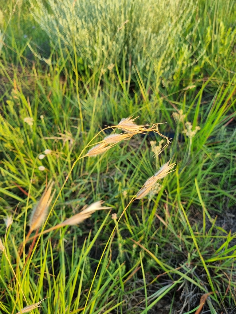 Hairy Trident Grass from Tierpoort, 0056, South Africa on December 20 ...