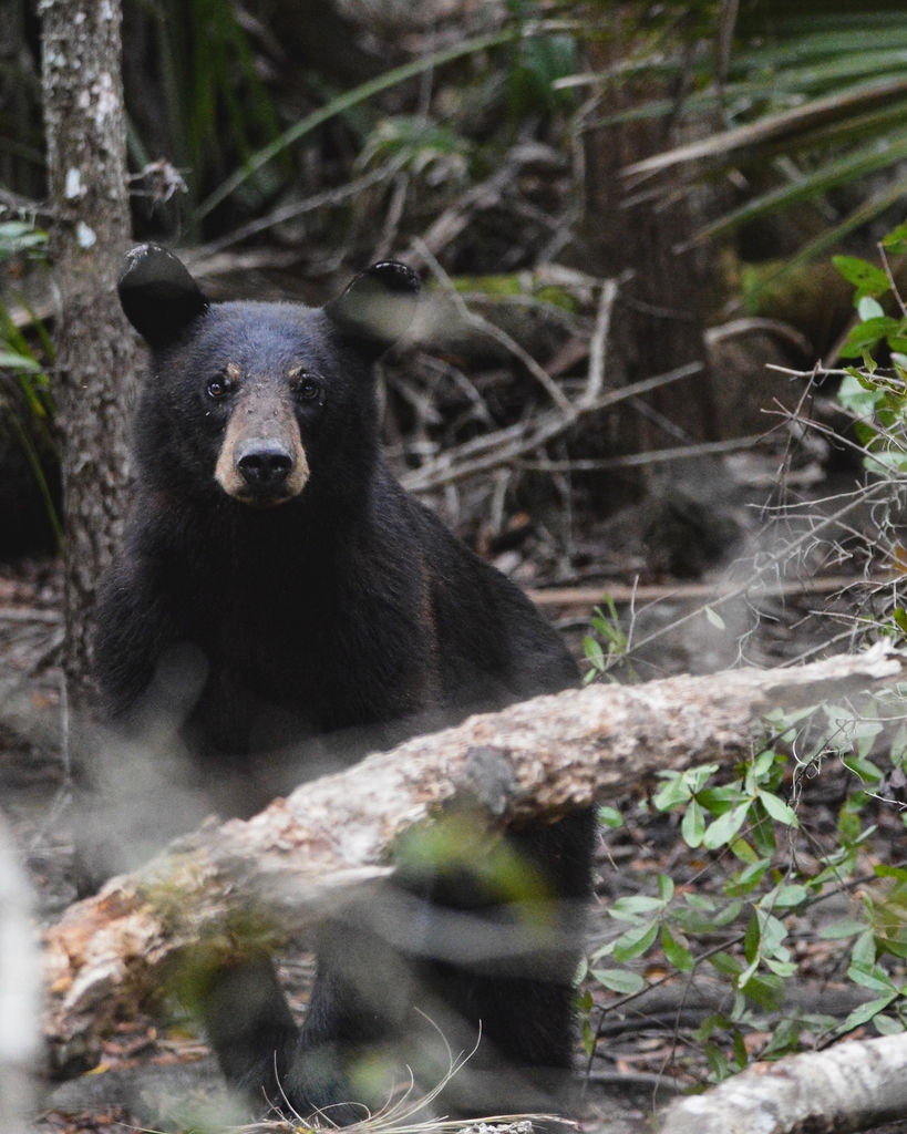 American Black Bear in December 2023 by Lilith Darko · iNaturalist