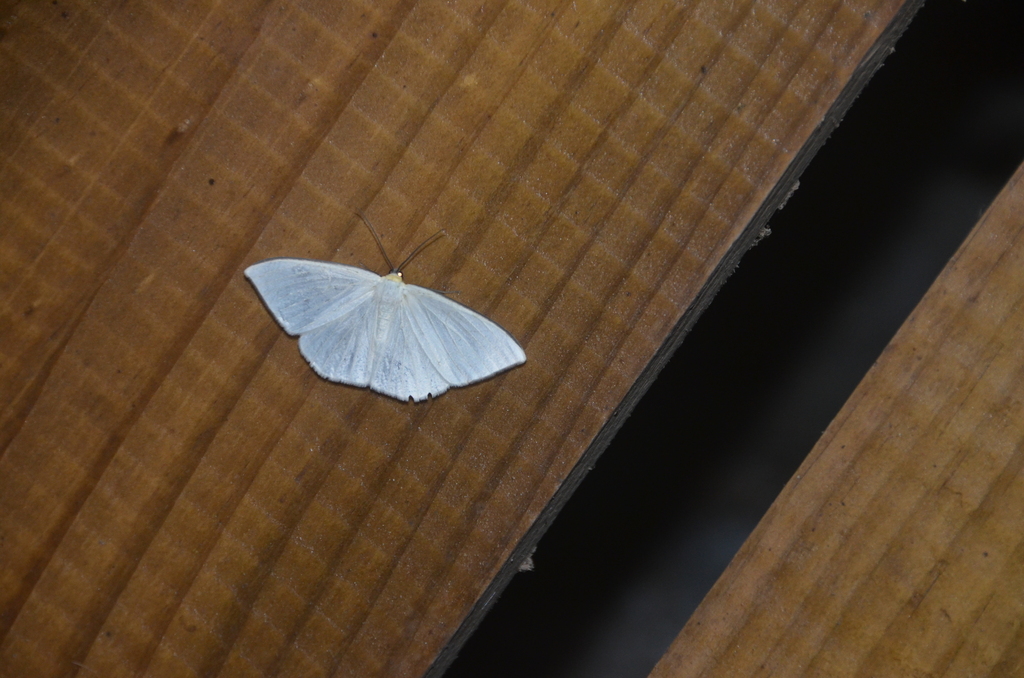 Vestal Moth from Monteverde Cloud Forest Biological Preserve, Provincia ...
